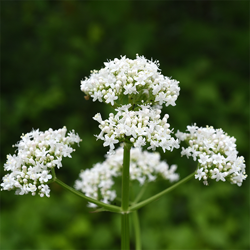 Benefits And Uses For Valerian Essential Oil